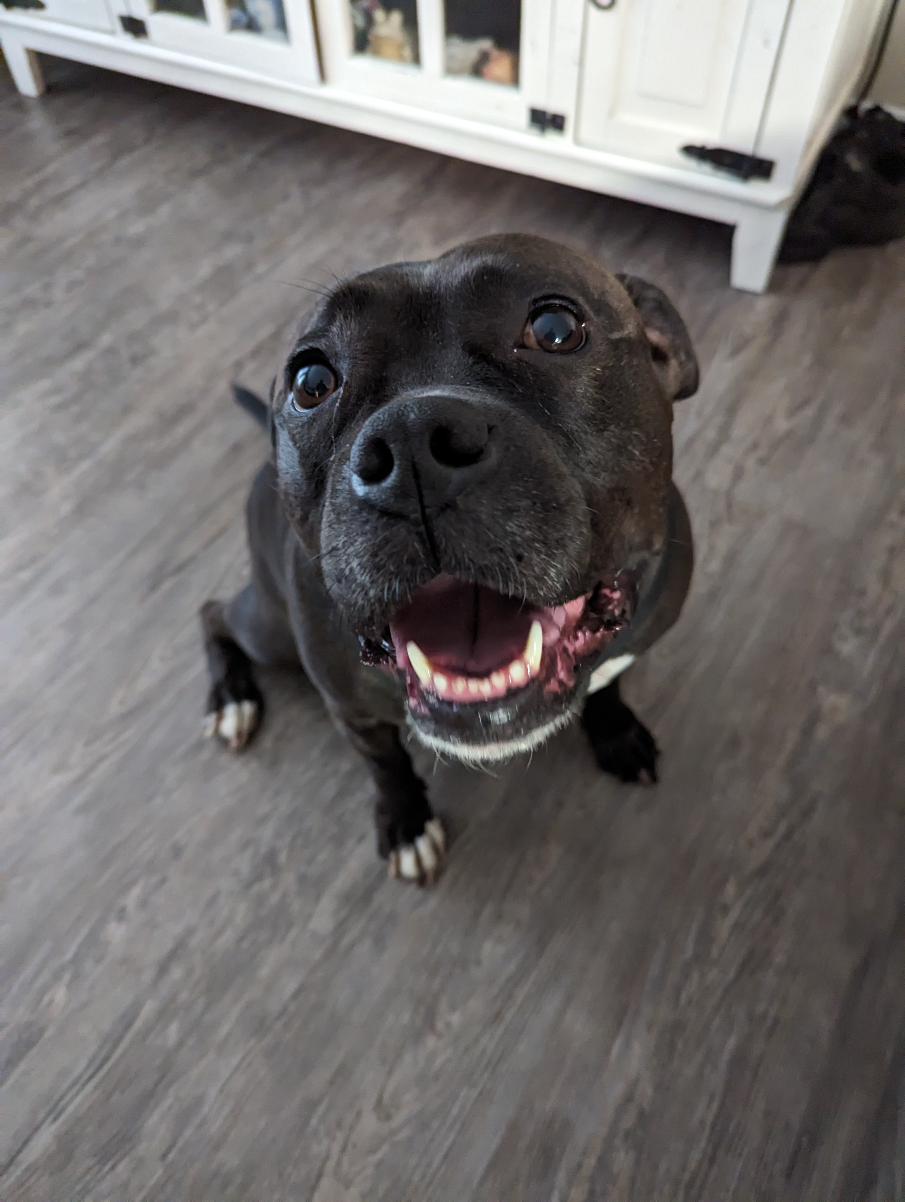 Tog&Dogs Pet Services in Warner Robins – Dog Walking, Pet Sitting and ...